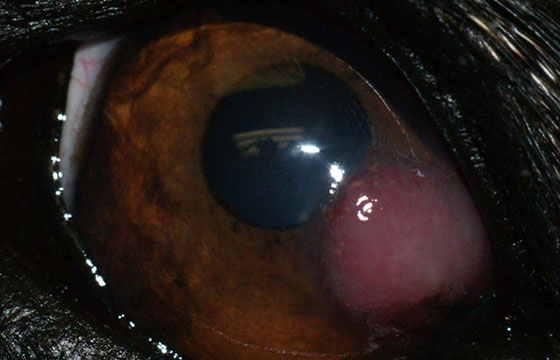 Pannus in Dogs Greeley | Cataracts in Dogs Colorado | Dog Cataracts ...